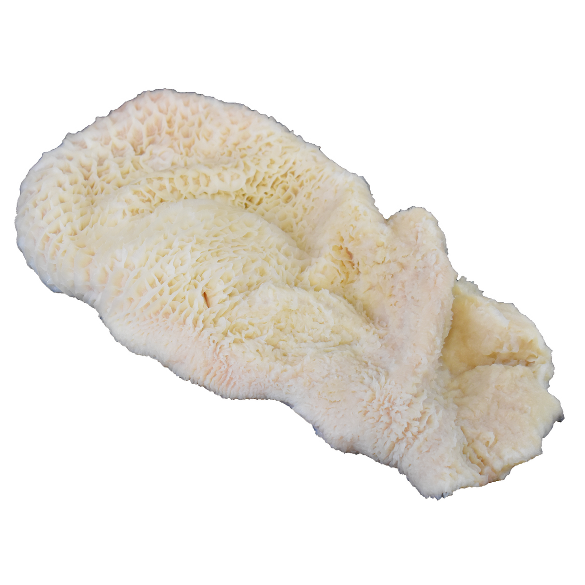 Beef Tripe Honeycomb Frozen – Food Service Rewards